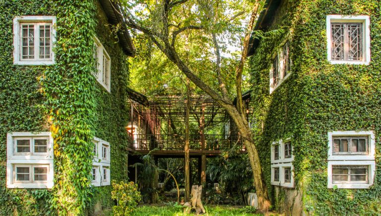 Ideas to Decorate your House with Ivy - Decor Tips