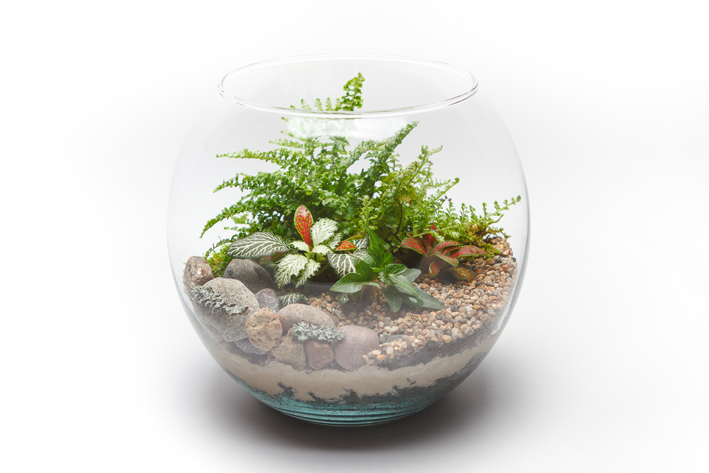 Decorate With Ferns: How to Use these Plants in your Home - Decor Tips