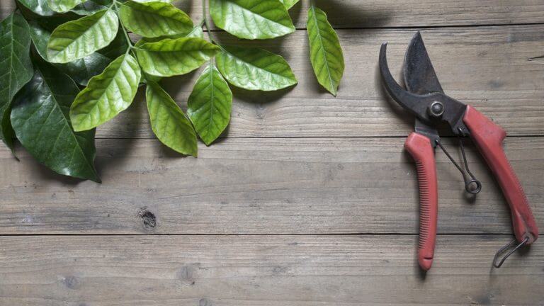 Basic Plant Care to Keep Yours Looking Gorgeous! - Decor Tips