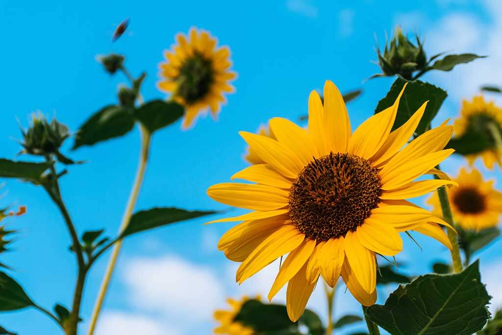 Sunflowers: everything you need to know