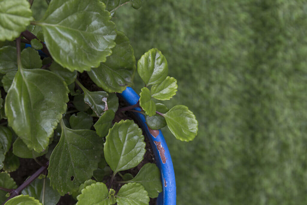 Money plant: varieties and care